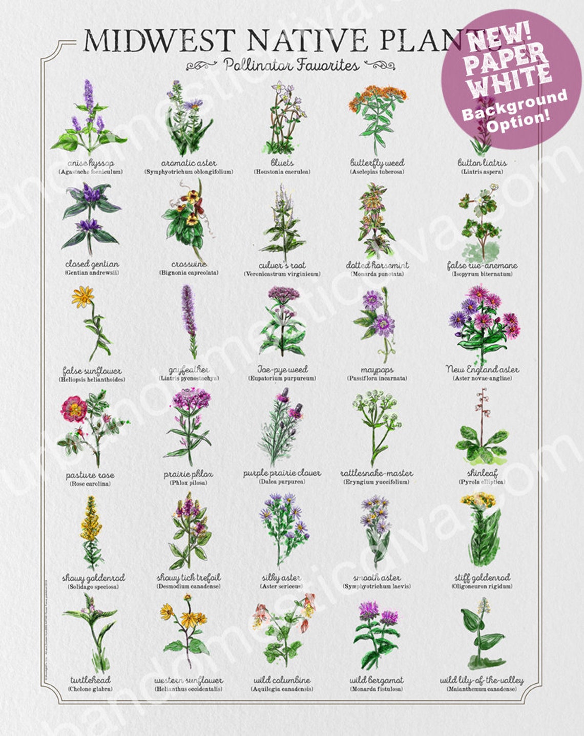 Wildflower Poster, Pollinator Plants Poster, Vintage Wildflower Print ...