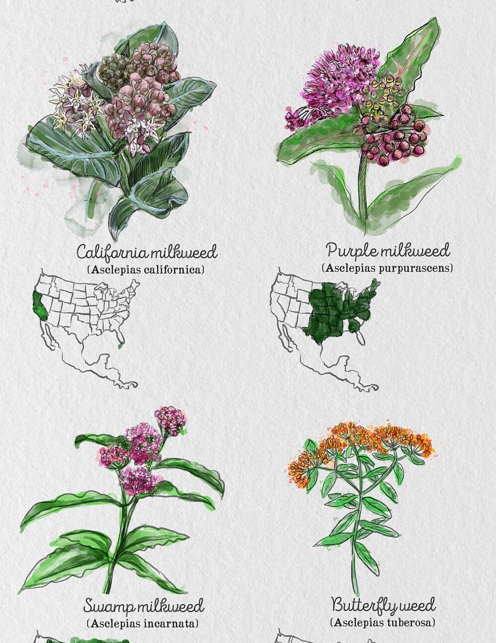 Milkweed Monarchs Poster, Native Plants Poster, Vintage Wildflower ...