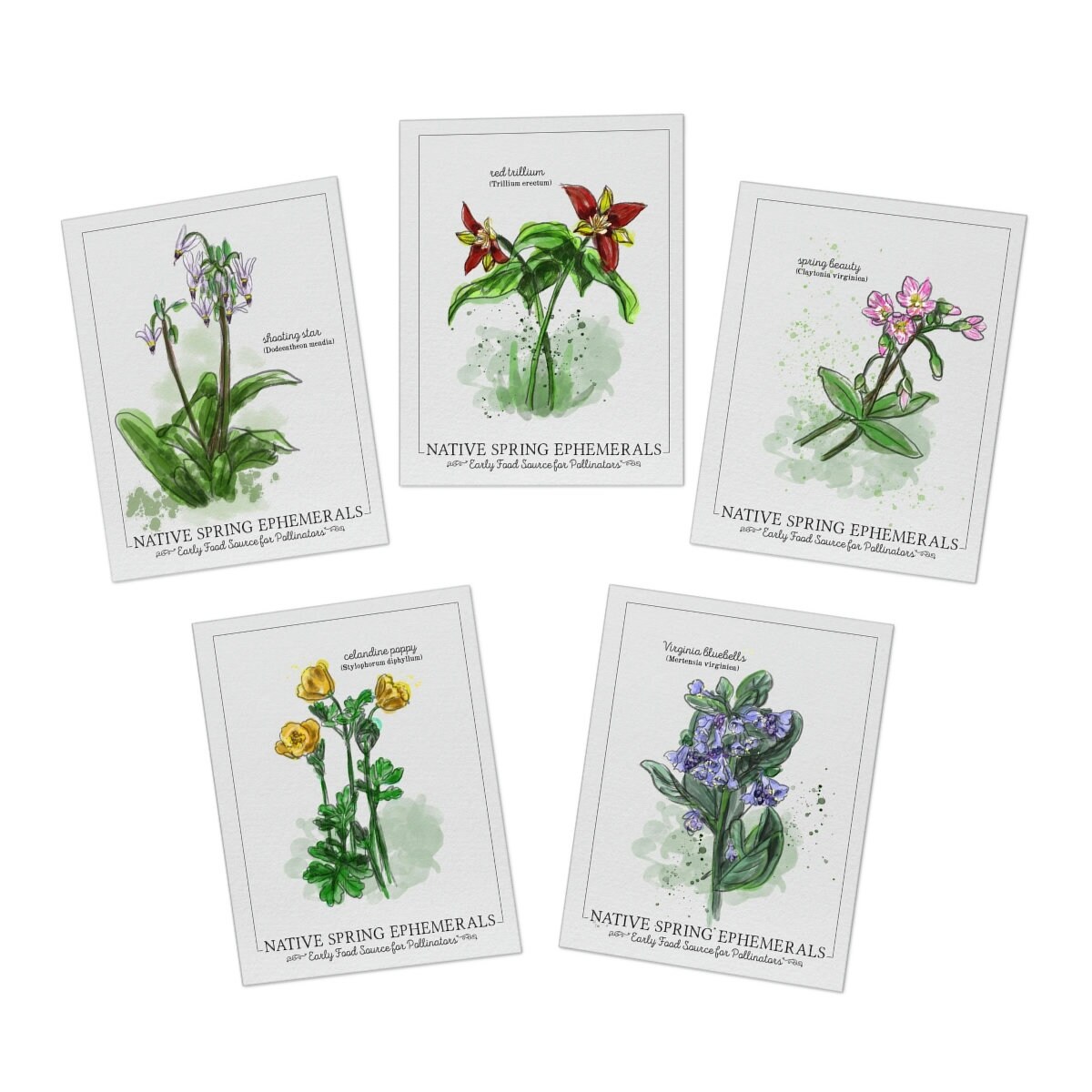 Wildflower Blank Cards & Gifts Ephemeral Card Pack Native - Etsy