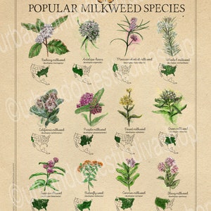 Milkweed Monarchs Poster, Native Plants Poster, Vintage Wildflower ...