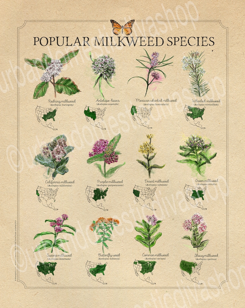 Milkweed Monarchs Poster, Native Plants Poster, Vintage Wildflower ...