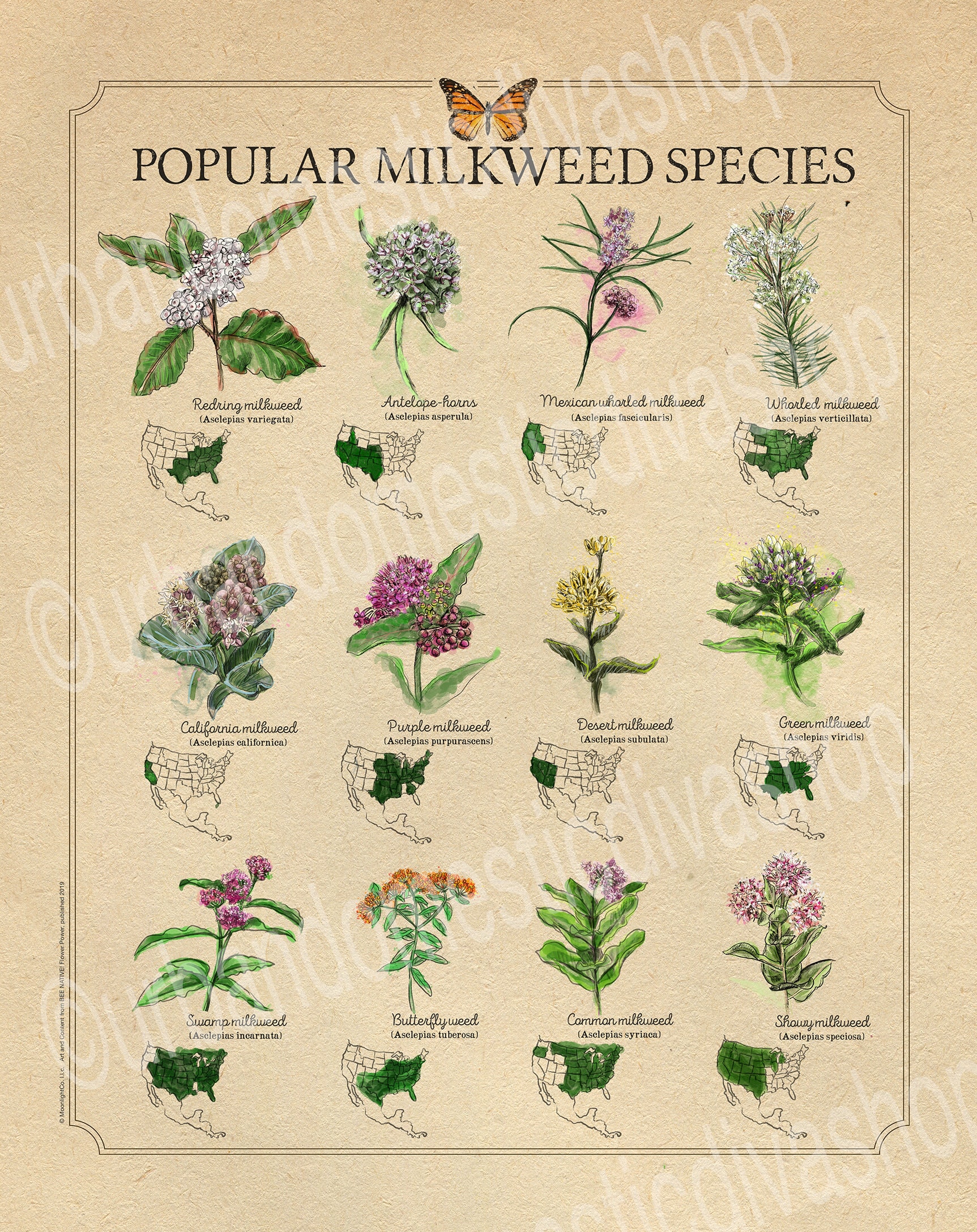 Milkweed Monarchs Poster, Native Plants Poster, Vintage Wildflower ...