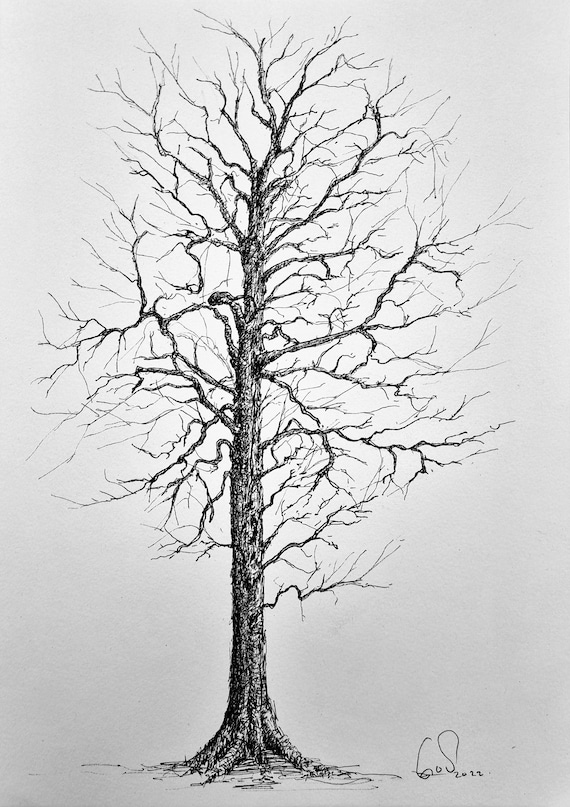 Maple Tree Trunk Drawing