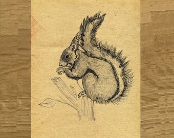 Squirrel drawing | Etsy