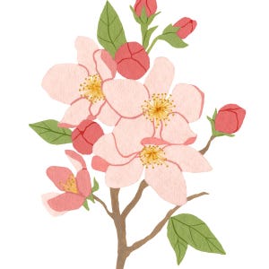 Arkansas State Flower Print | CUSTOMIZABLE | Apple Blossom Flower ...