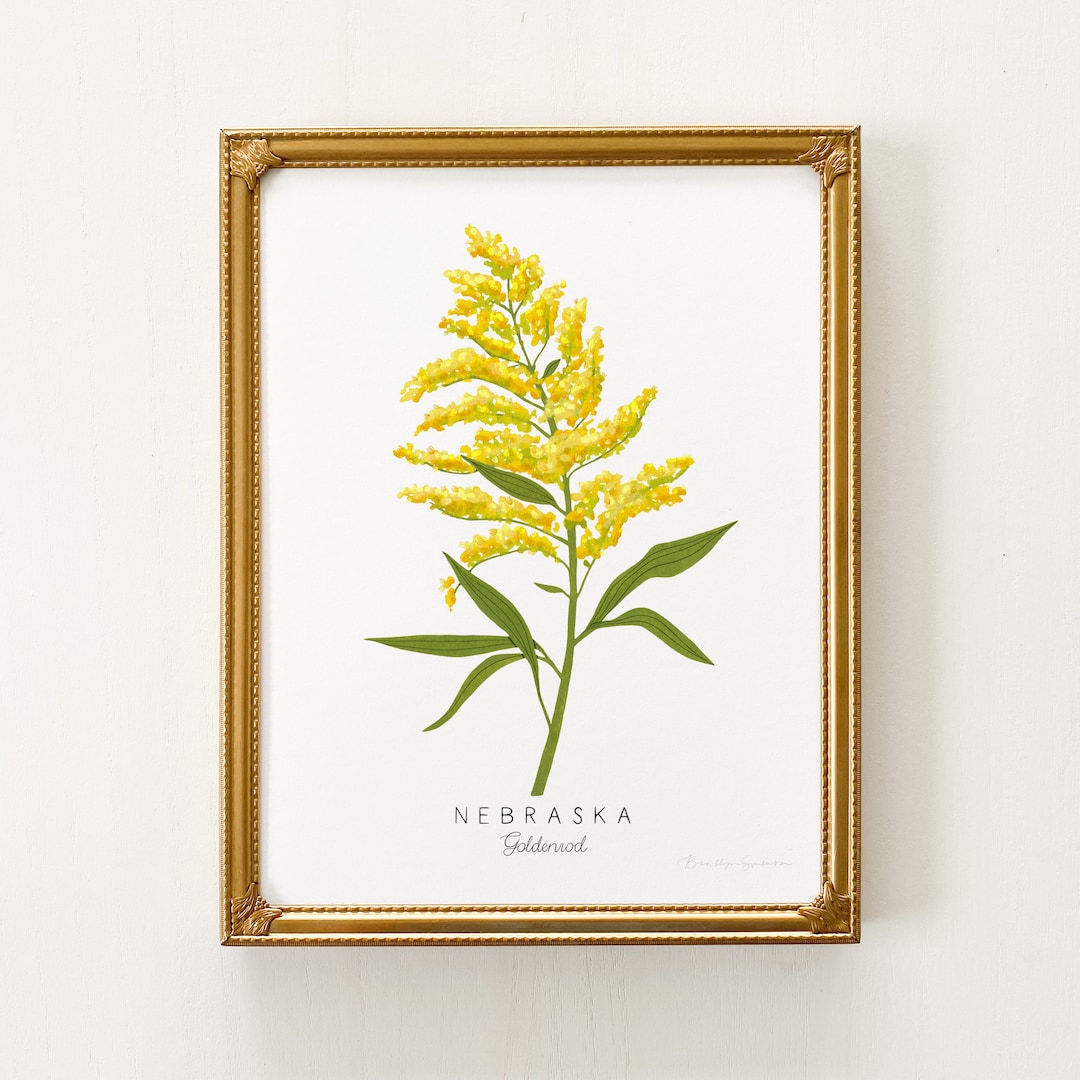 Nebraska State Flower Print | CUSTOMIZABLE | Goldenrod Print, Nebraska ...