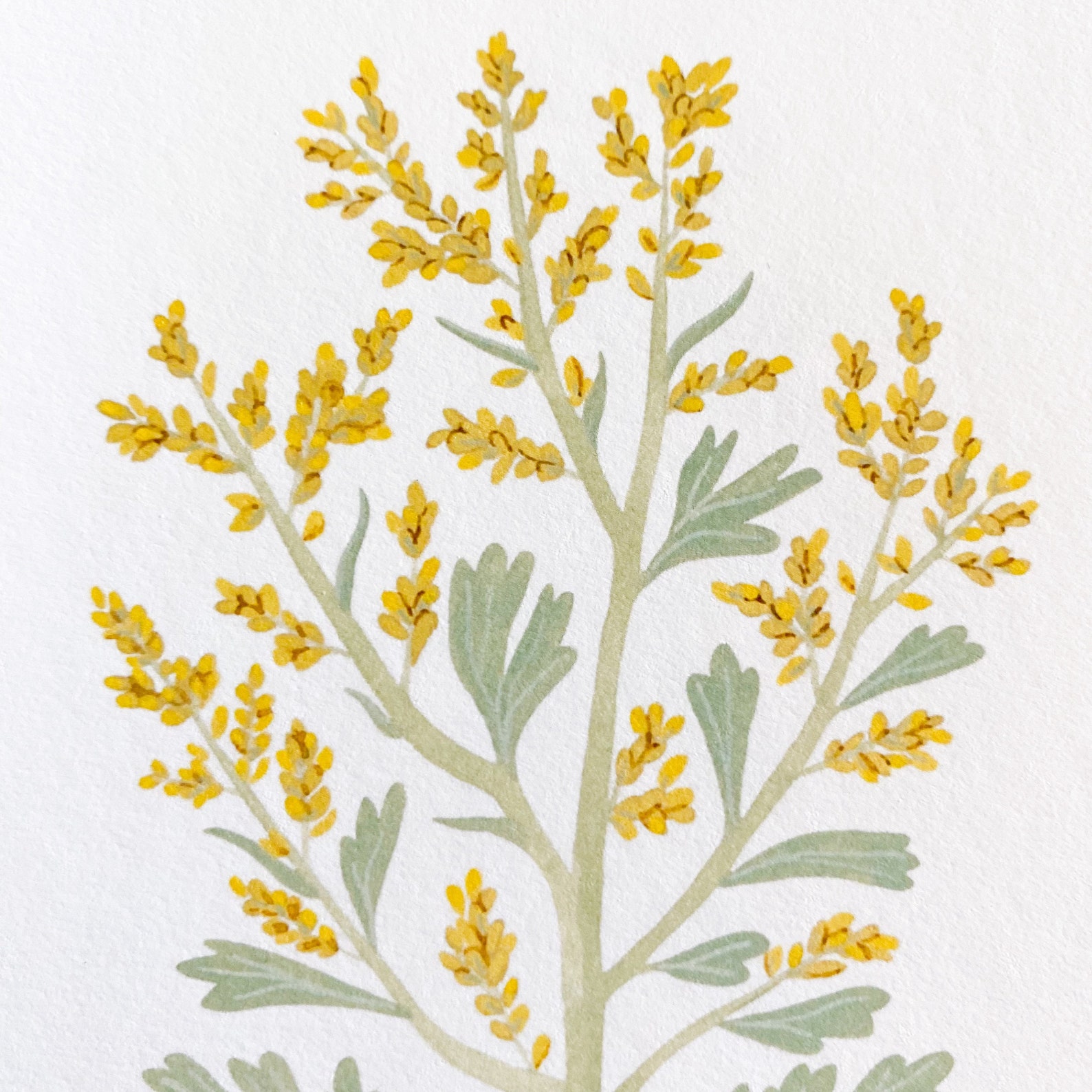 Nevada State Flower Print Nevada State Flower Art Sagebrush - Etsy