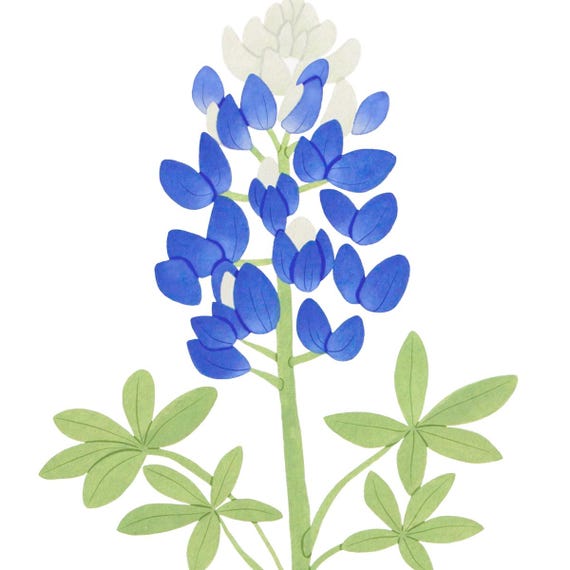 Texas State Flower