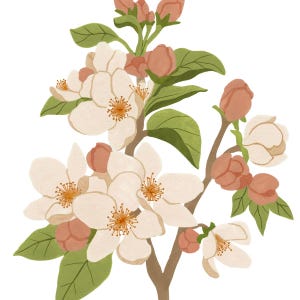 Missouri State Flower Print | CUSTOMIZABLE | White Hawthorn Print ...