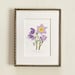 South Dakota State Flower Print CUSTOMIZABLE Pasque Flower Print, South ...