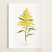 Kentucky State Flower Print | CUSTOMIZABLE | Goldenrod Print, Kentucky ...