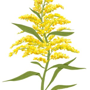 Kentucky State Flower Print | CUSTOMIZABLE | Goldenrod Print, Kentucky ...