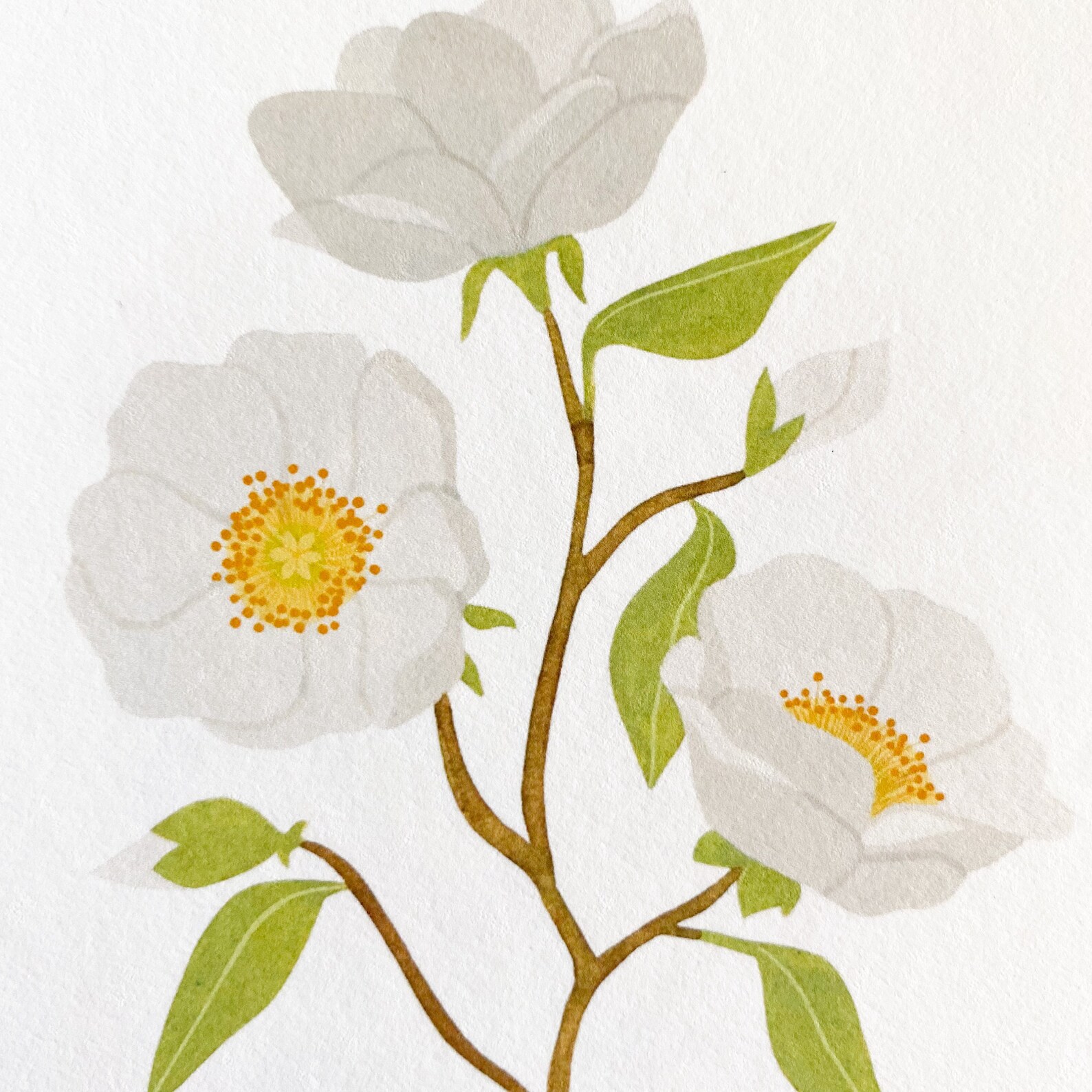 Georgia State Flower Print Georgia Syringa State Flower Art - Etsy