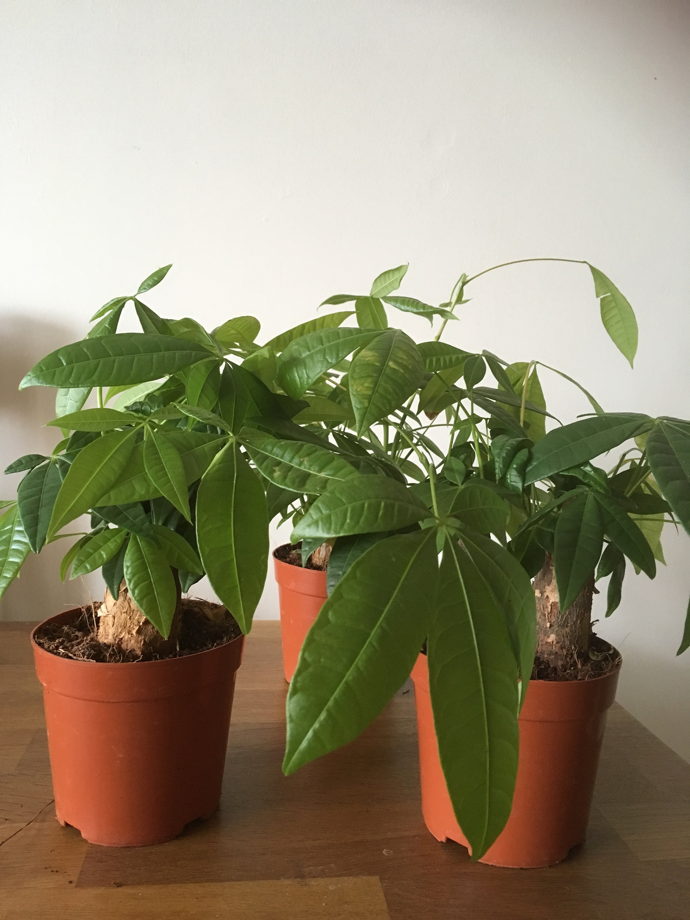 Pachira Aquatica / Indoor Plant / House Plant Height Appox. - Etsy UK