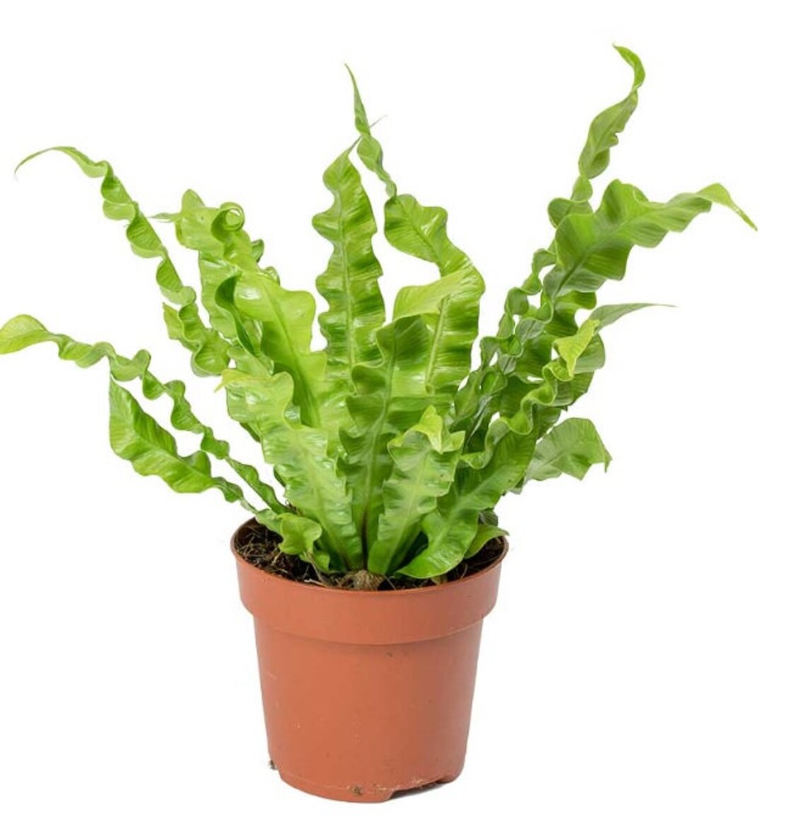 Asplenium Midis Crispy Wave Mini - Birds Nest Fern in 6cm Pot - Etsy UK