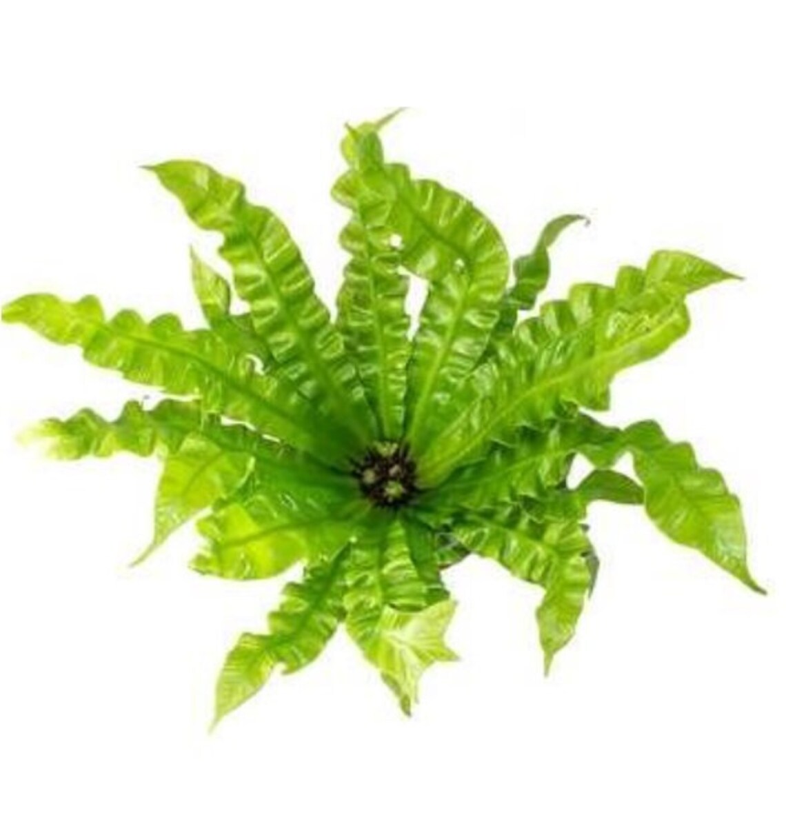 Asplenium Midis Crispy Wave Mini - Birds Nest Fern in 6cm Pot - Etsy UK