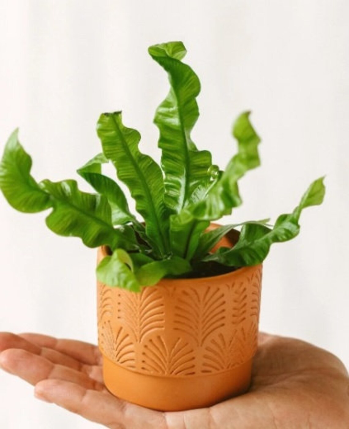 Asplenium Midis Crispy Wave Mini - Birds Nest Fern in 6cm Pot - Etsy UK