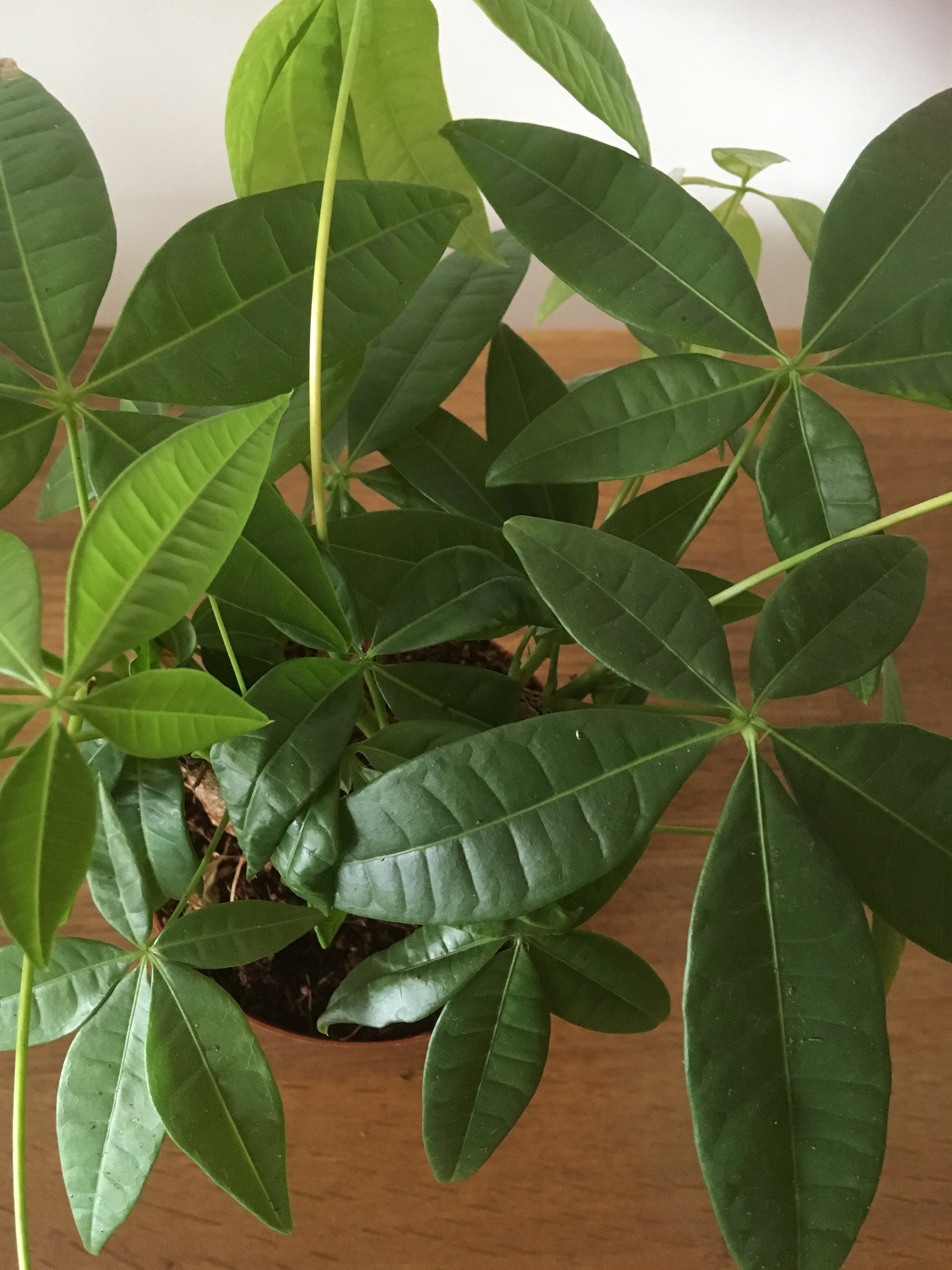 Pachira Aquatica / Indoor Plant / House Plant Height Appox. - Etsy UK