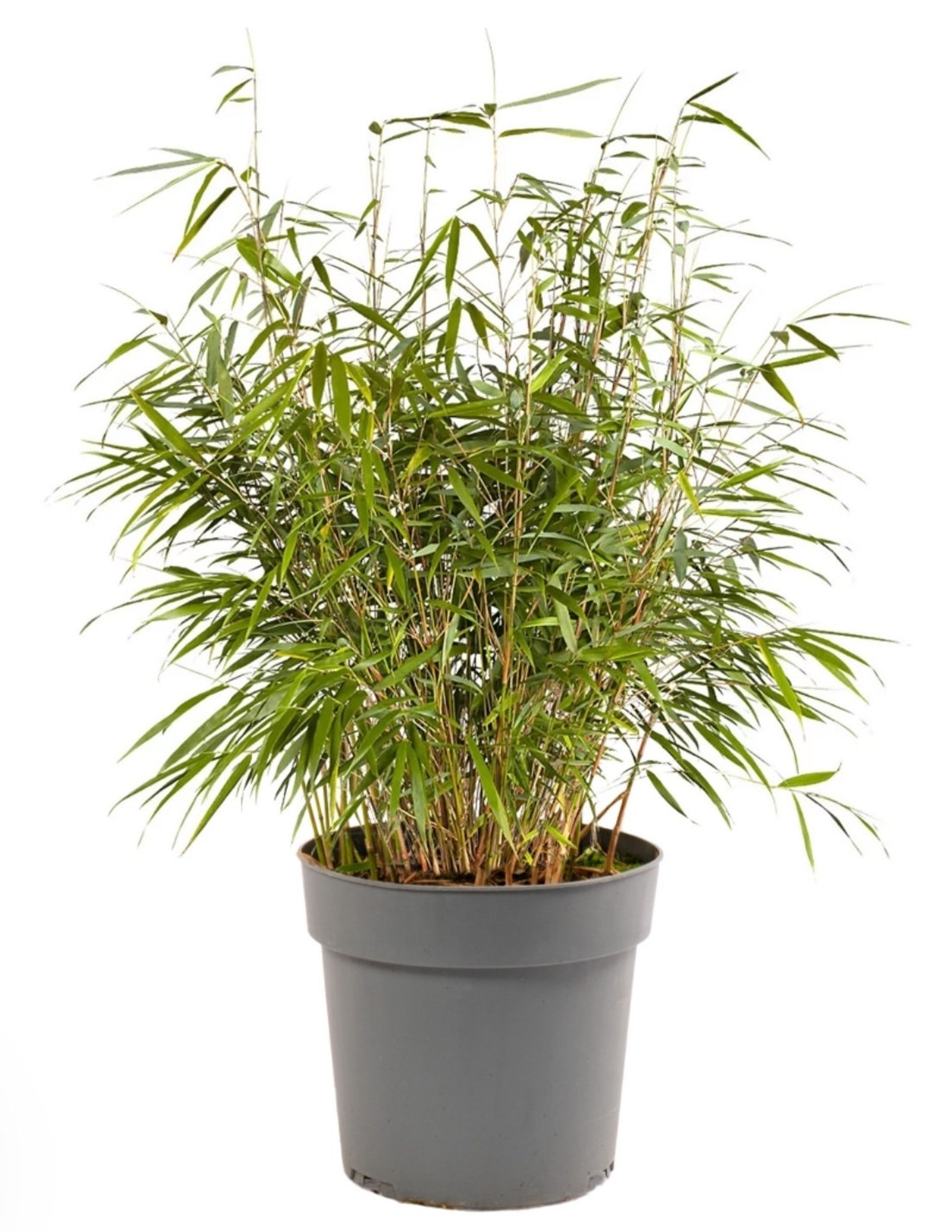 Fargesia Robusta - Live Clumping Bamboo Plant - - Cold-hardy & Drought ...