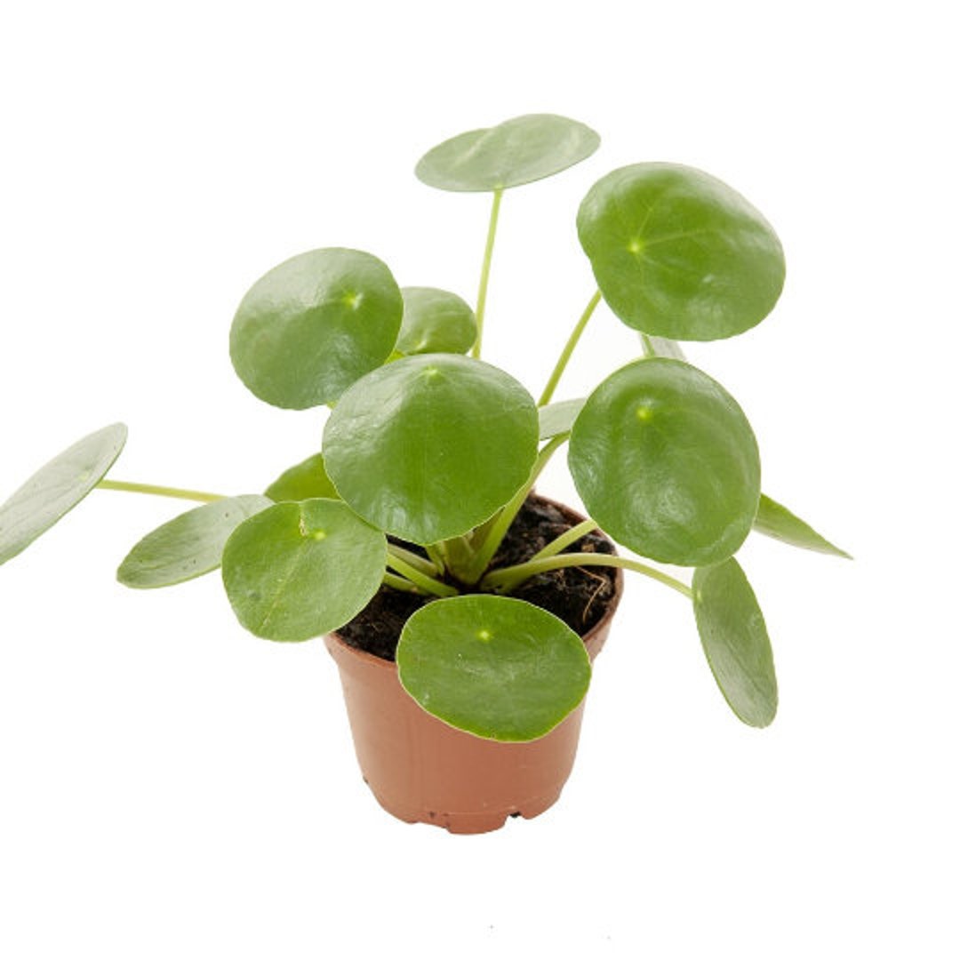 Mini Pilea Peperomioides Chinese Money Plant in 6cm Pot Pet - Etsy