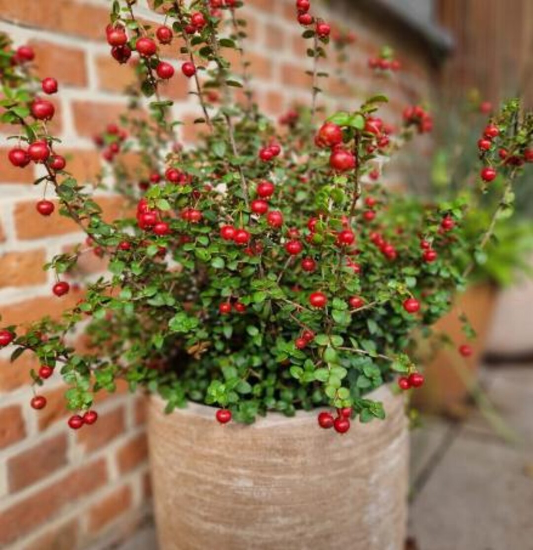 Chilean Guava Ugni Molinae- Strawberry Myrtle "tazziberry"-17 Cm Pot ...
