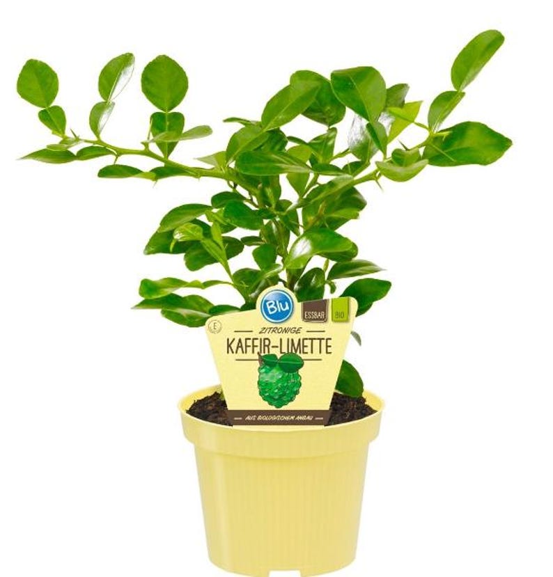 Citrus Hystrix Plant - Kaffir Lime Leaves Tree - Culinary Herb Leaves ...