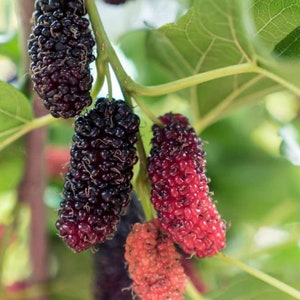 Mulberry Bush Morus Nigra Mulle - Black Mulberry Tree - Variety Mulle ...