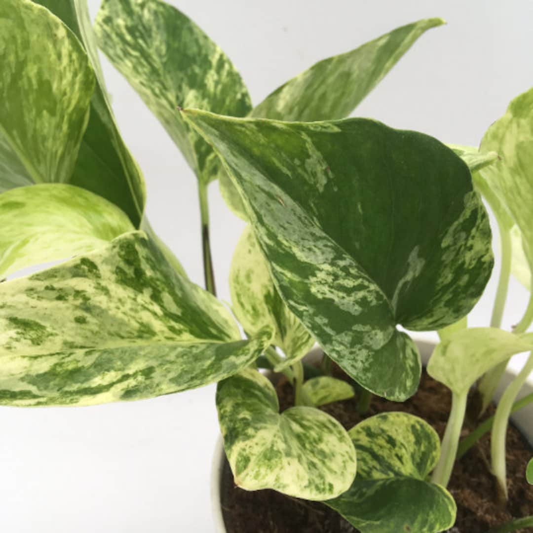 Epipremnum Aureum 'marble Queen' Scindapsus Aureus 1 Barerooted Stem - Etsy