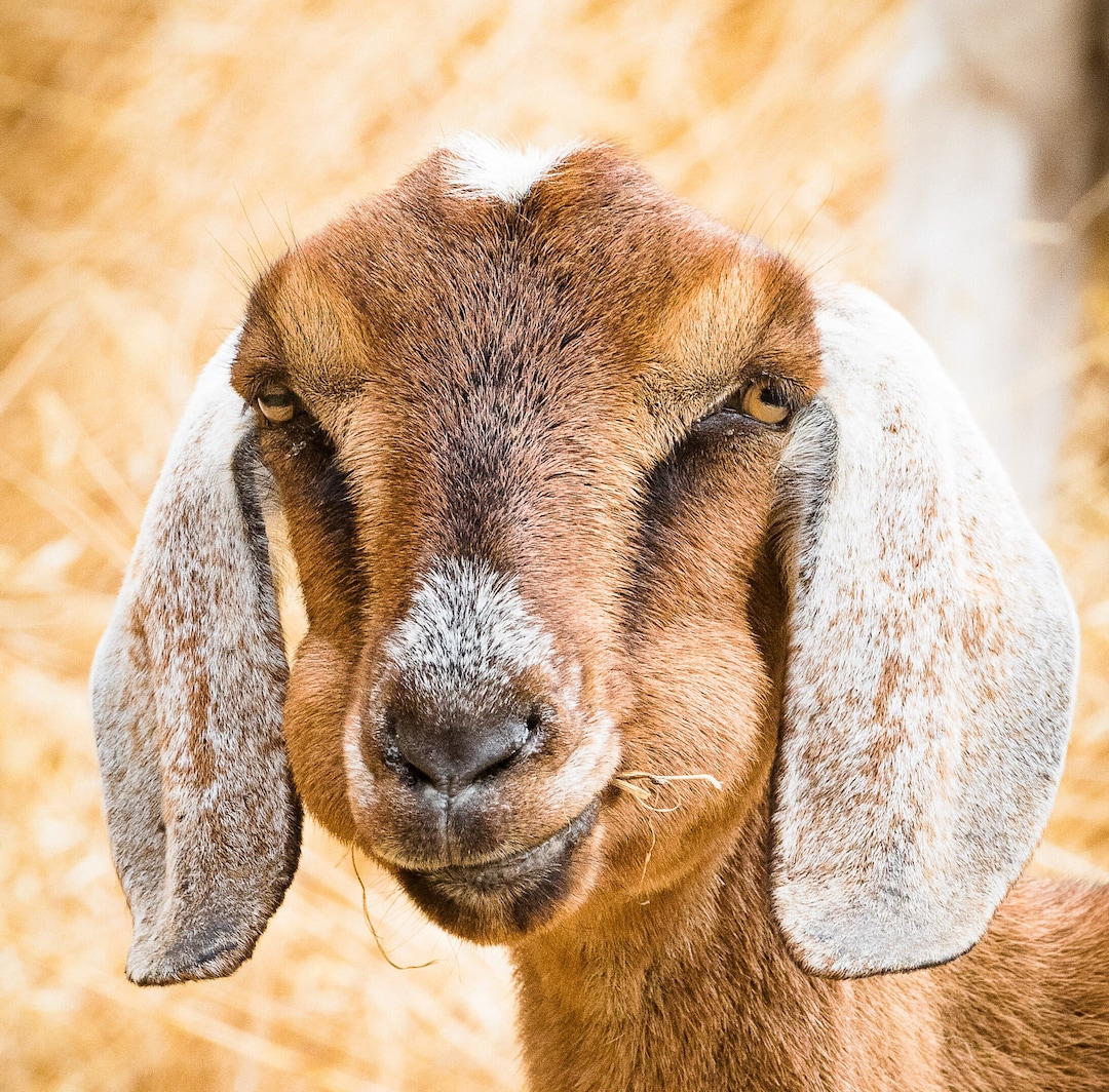 Blank Nature Greeting Card (square): Goat Face - Etsy