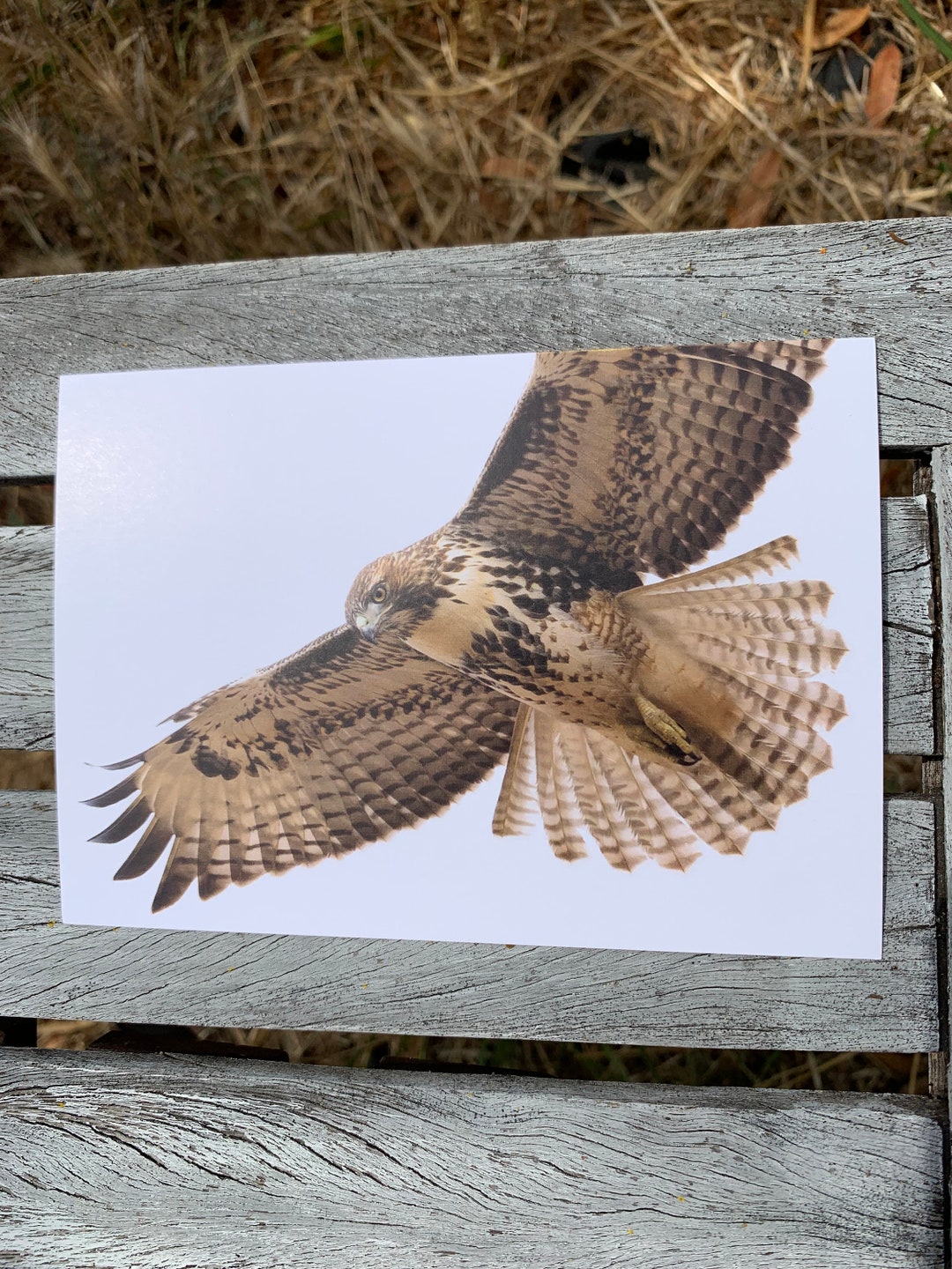 Postcard: Close Encounter (red-tailed Hawk) - Etsy