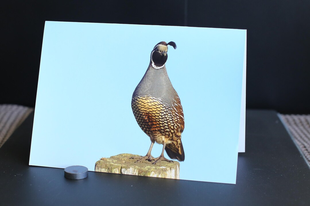 Blank Nature Greeting Card: California Quail - Etsy