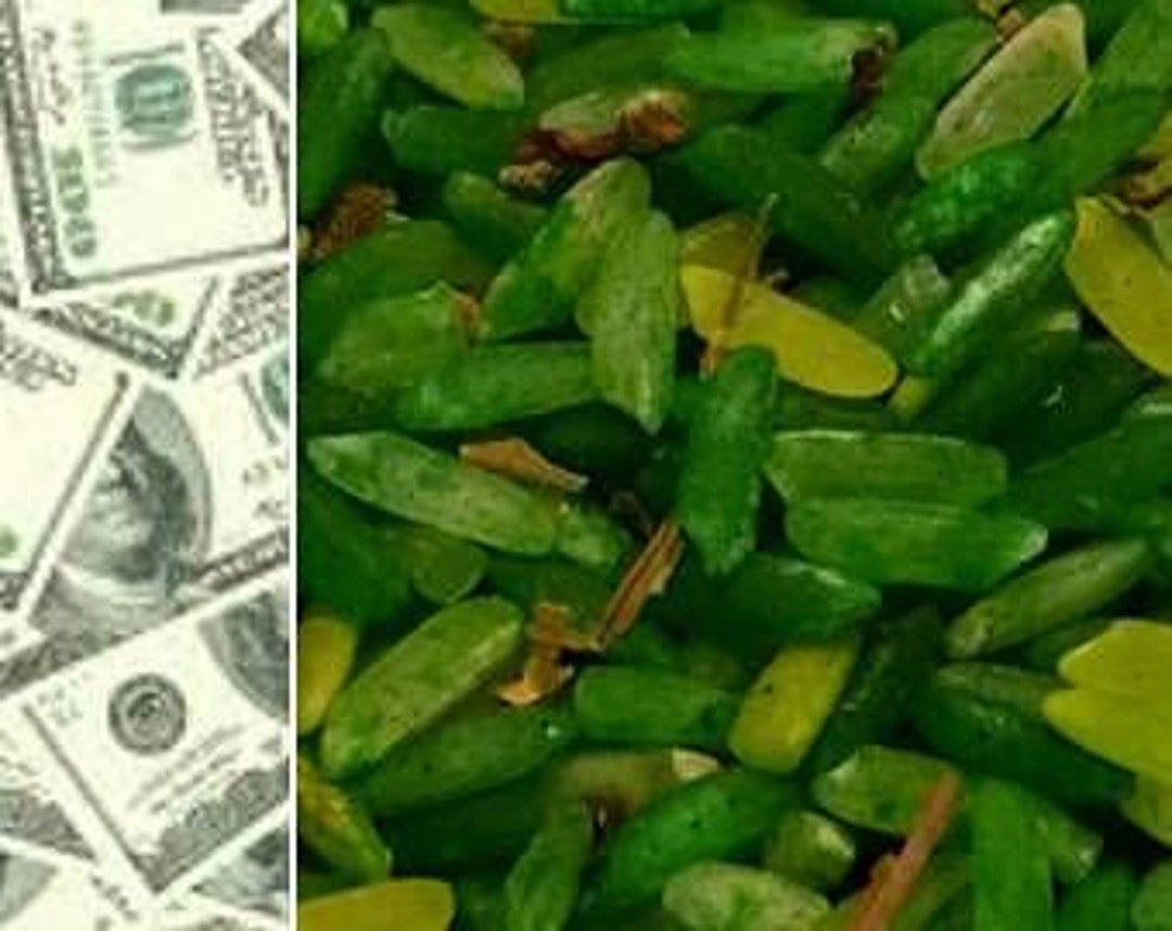 1 Pound of Hoodoo Lucky Money Rice - Etsy