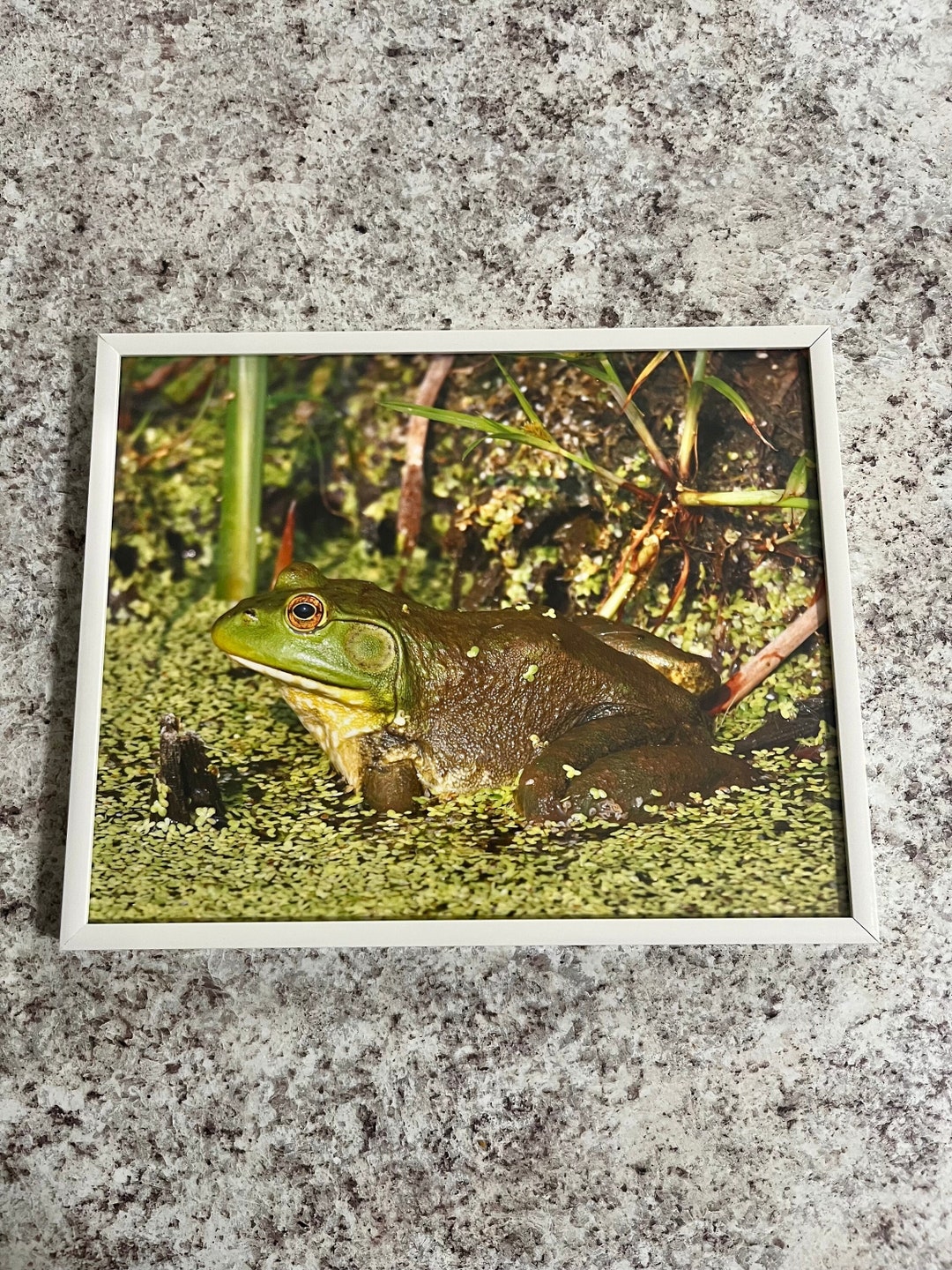 Bull Frog Original Nature Photograph 8x10" Semi-gloss Photo Paper ...