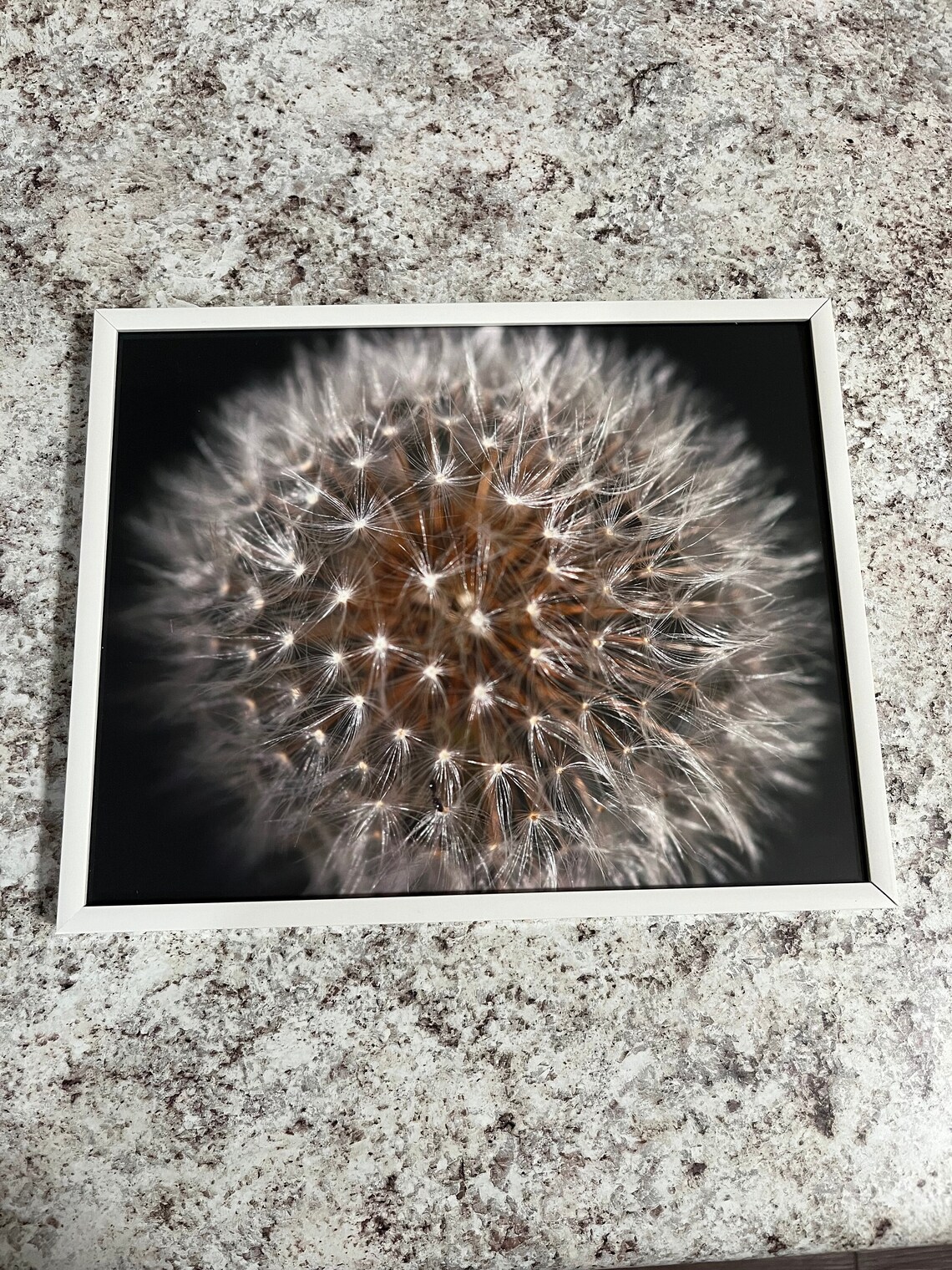 Dandelion Original Nature Photograph 8x10" Semi-gloss Photo Paper ...