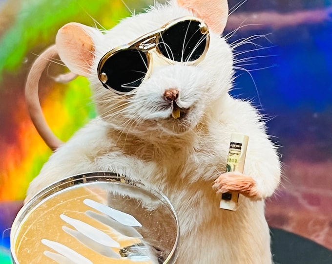 Taxidermy Mouse Pope Francis - Etsy