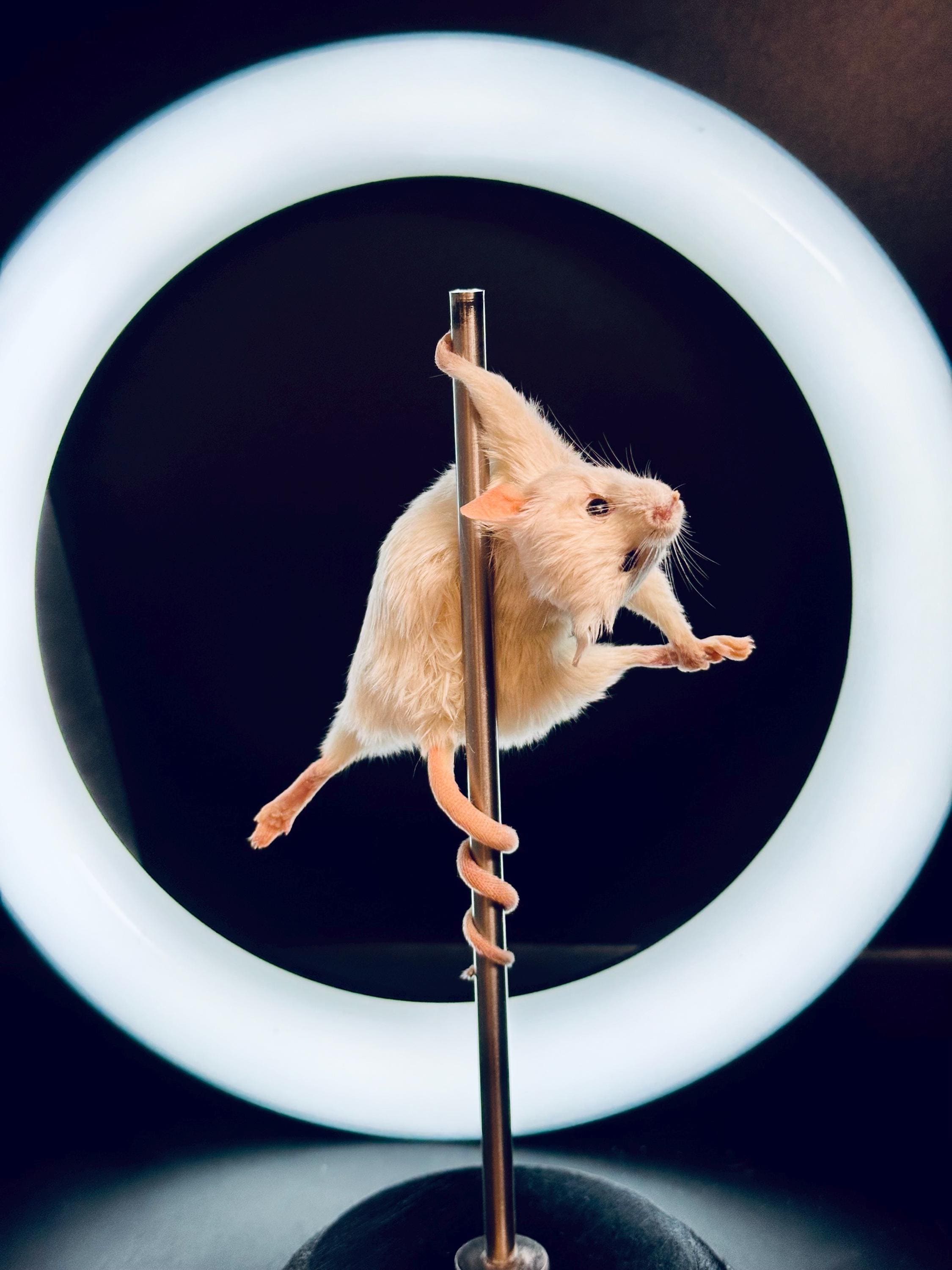 BONBON the Pole Dancing Taxidermy Mouse | Funny Oddities & Curiosities ...