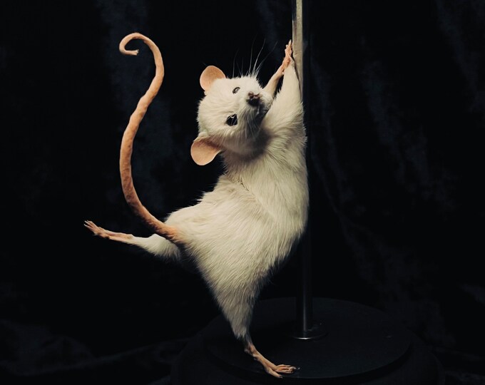 Taxidermy Mouse Pope Francis - Etsy