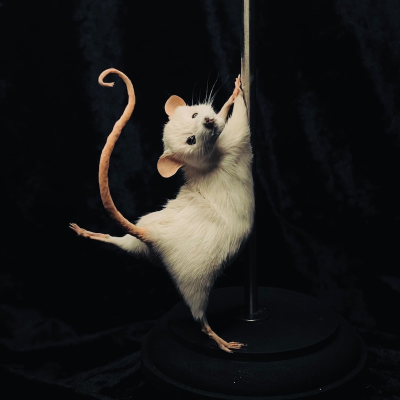 Taxidermy Rat - Etsy