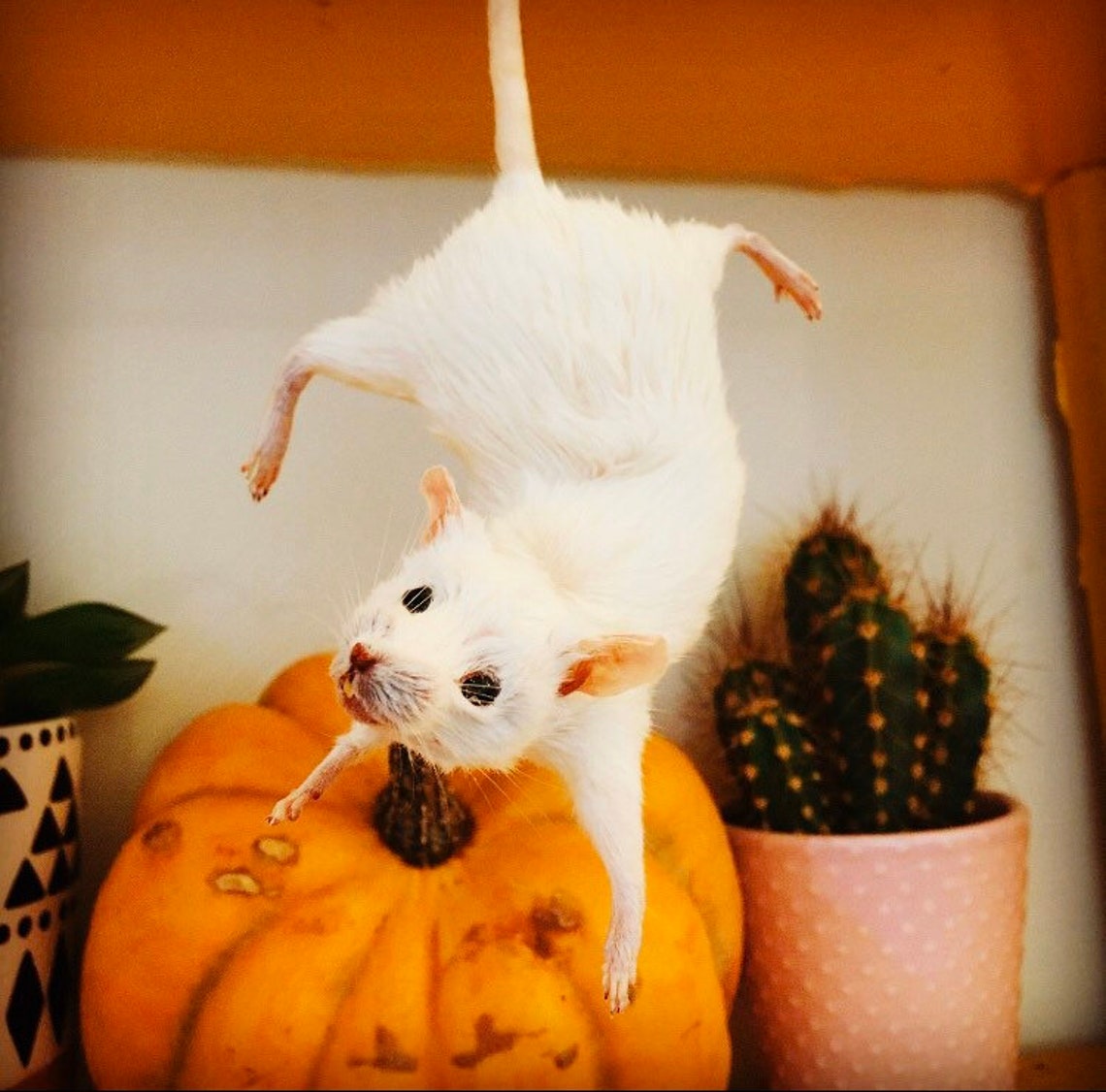 Dangling Mouse - Etsy