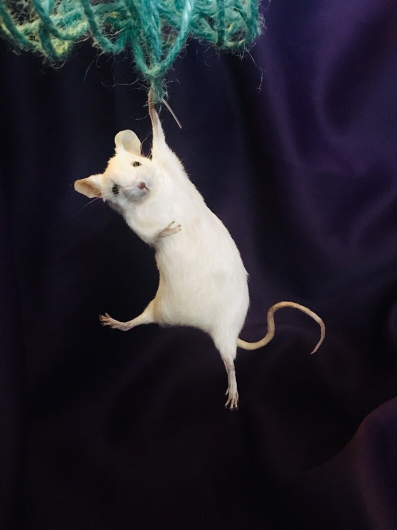 Hanging Mice | Etsy