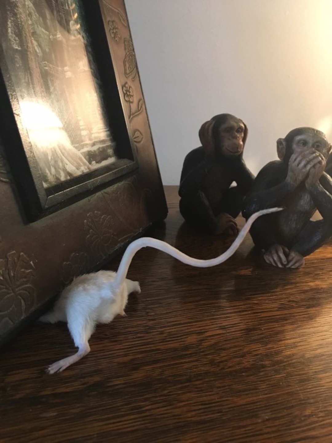 Squashed Mouse Bum | Taxidermy Curiosity | Weird Decor by Ohstuffinell ...