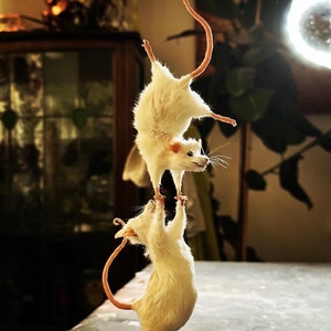 Amazing Acrobats - Etsy