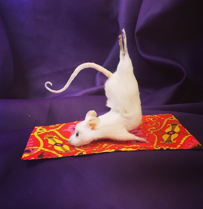 Yoga Mouse Cobra - Etsy