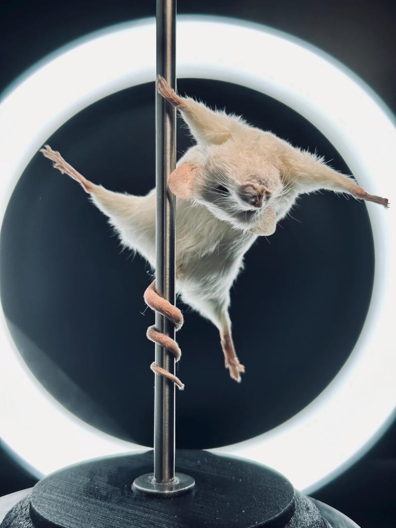 ANGEL the Pole Dancing Taxidermy Mouse | Funny Oddities & Curiosities ...