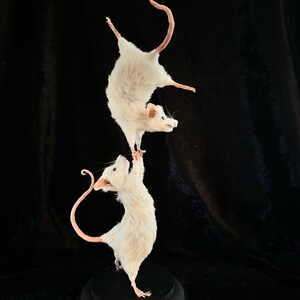 Amazing Acrobats - Etsy