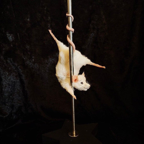 Taxidermy Mouse Stripper - Etsy