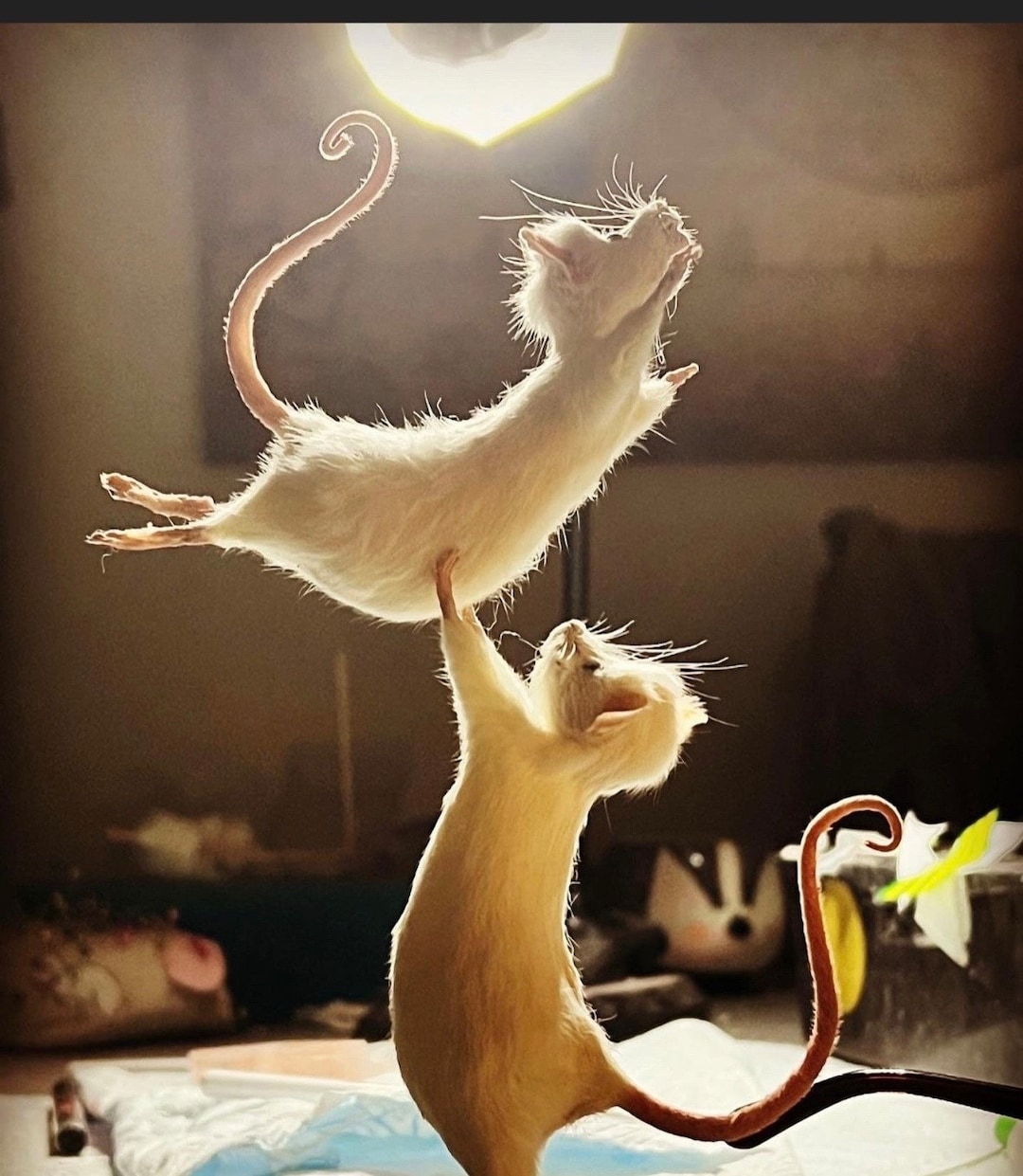 Dirty Dancing – Taxidermy Mouse Duet | Pas De Deux Collection - Etsy