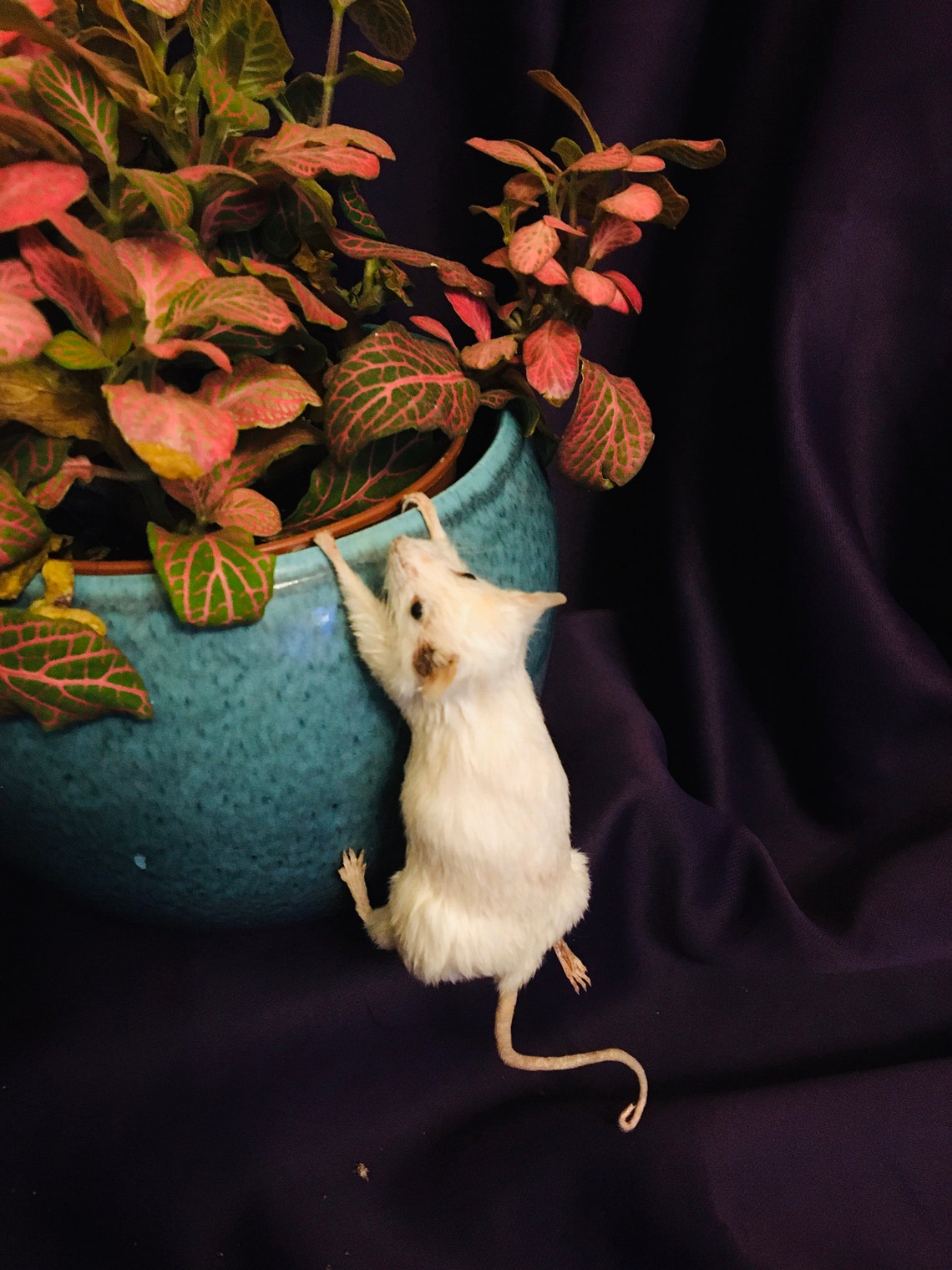 Climbing Mouse - Etsy UK