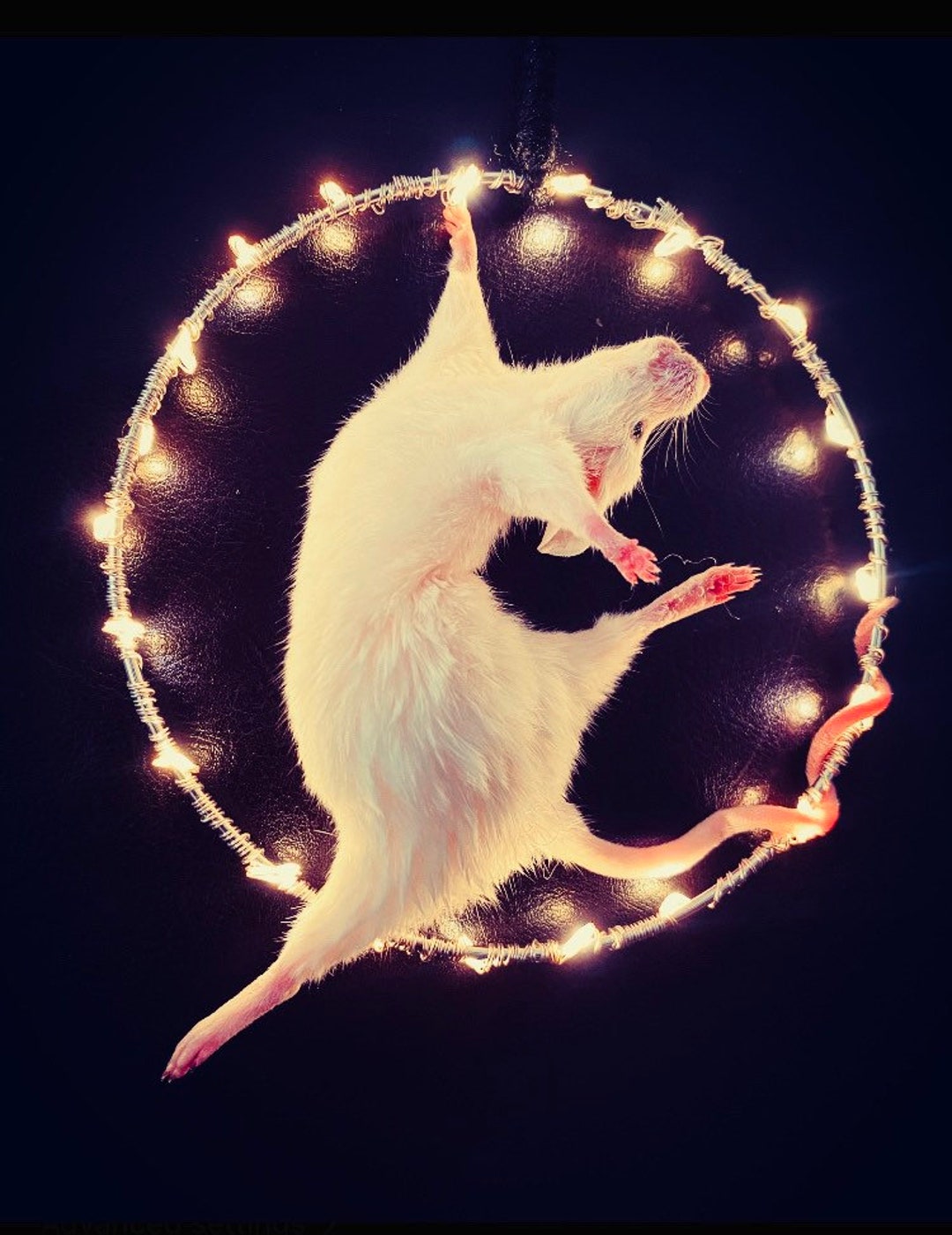 Circus Hoop Taxidermy Mouse. - Etsy