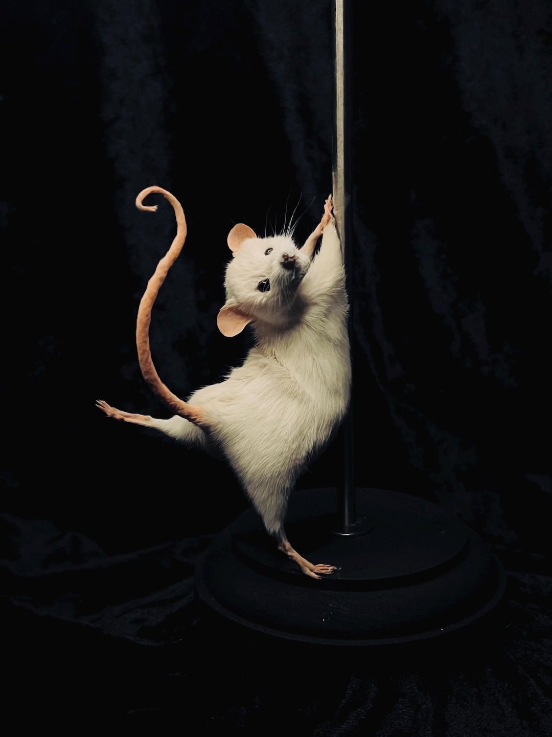 Priscilla The Pole Dancing Taxidermy Mouse Funny Oddities